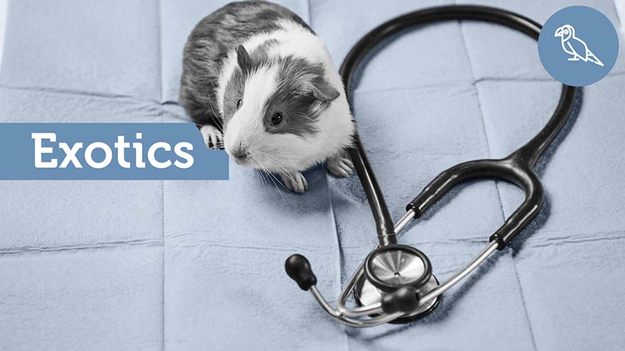 Centralcpd on-demand